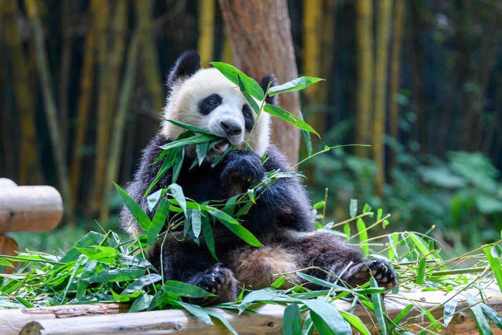 cute-panda-sitting-and-eating-bamboo-stockpack-adobe-stock-1024x683.jpg