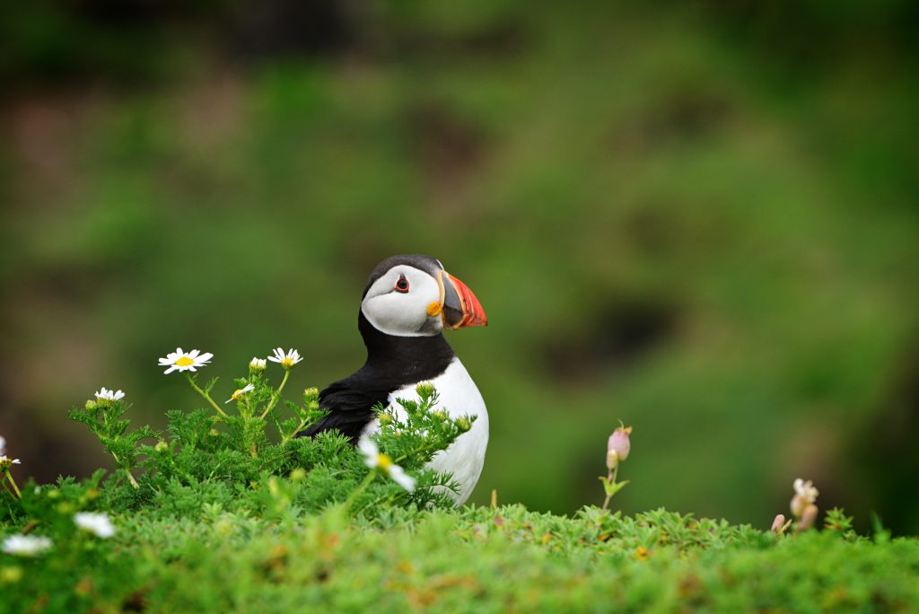 irish-puffins-stockpack-adobe-stock-1024x684.jpg