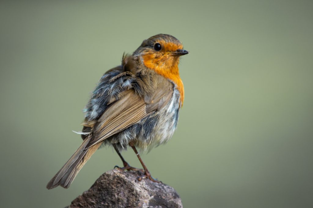 this-robin-looks-like-the-last-thing-it-needs-is-a-nosy-photographer ...